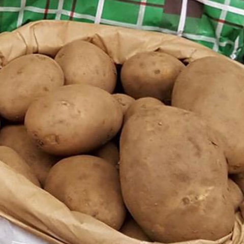Dirty All Round Potatoes half sack 12.5kg Sagitta | Thames Fruit & Veg