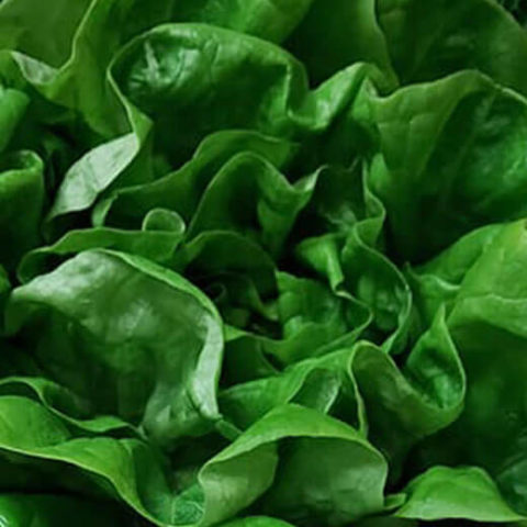 Round Lettuce (flat lettuce) | Thames Fruit & Veg